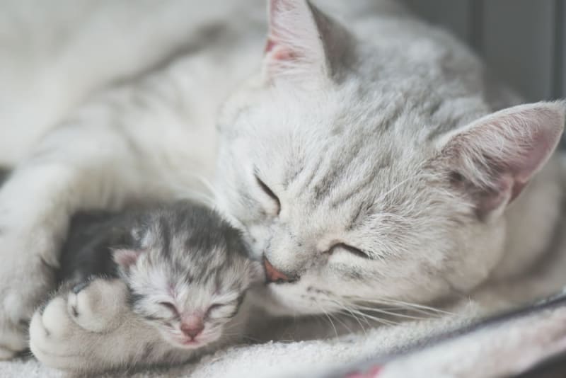 Cat Pregnancy: Complete Guide from Signs to Care - WoWowCat