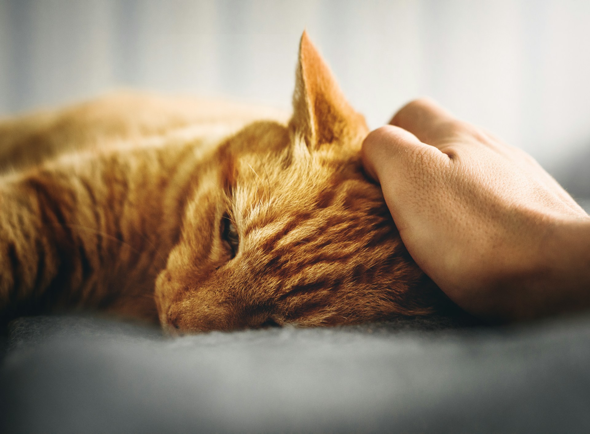 Why Do Cats Purr? Explore the Secrets Behind This - WoWowCat