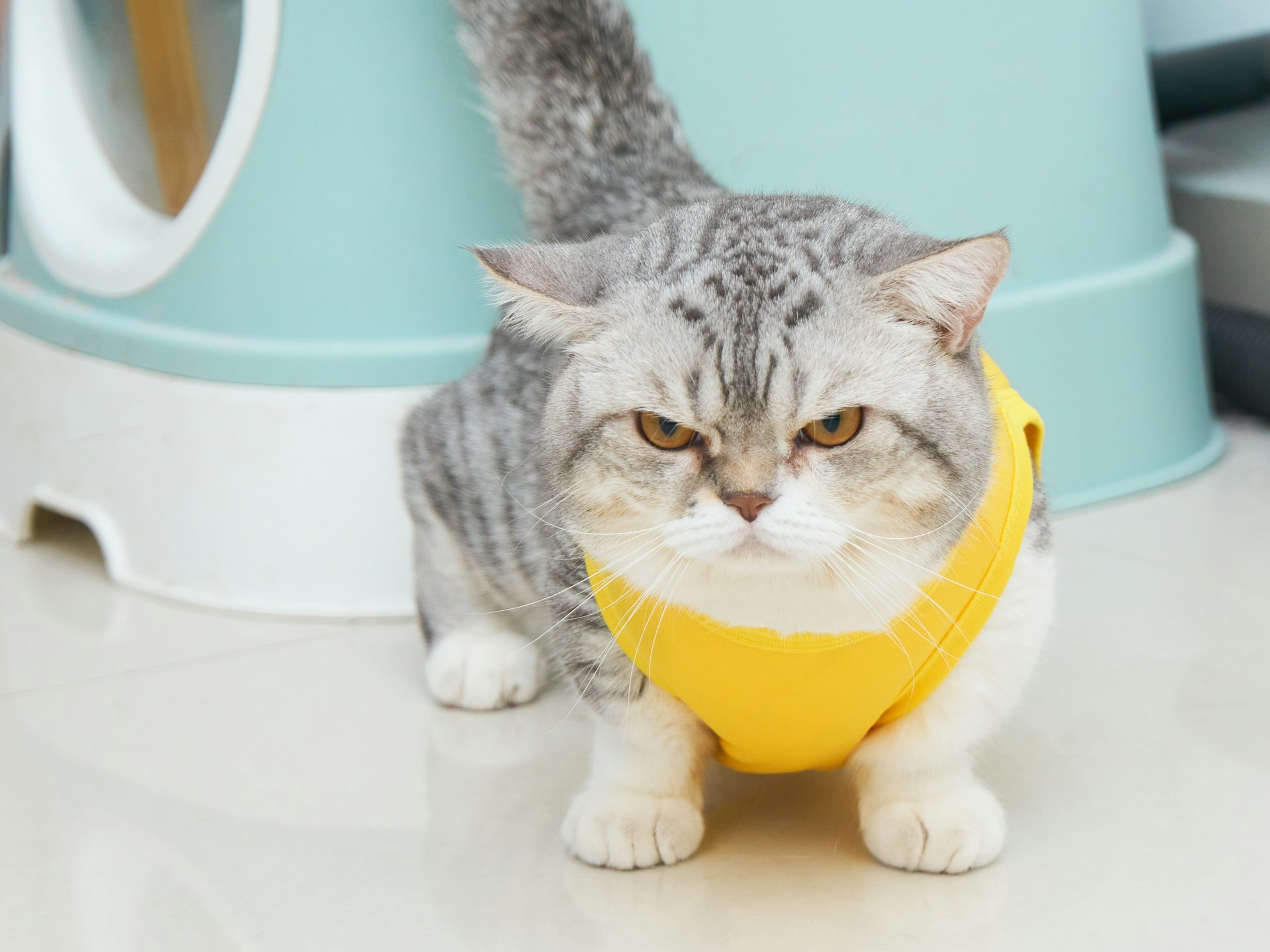 All About Munchkin Cats: Personality, Care, and More - WoWowCat