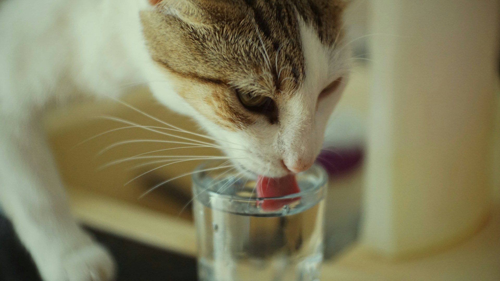How to Tell if a Cat Is Dehydrated - WoWowCat