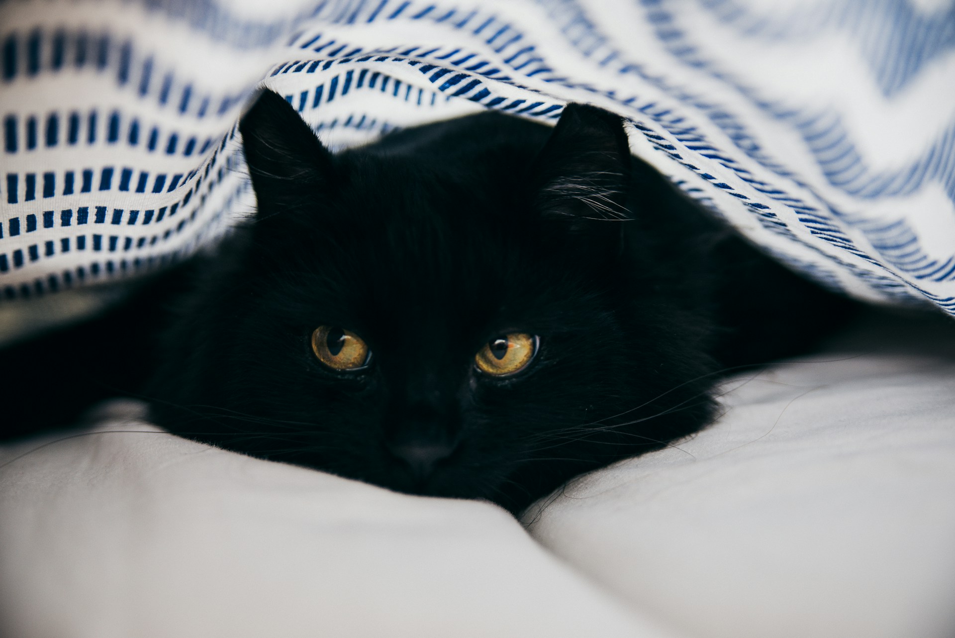 Black Cat Superstitions: Myths, Truths & Global Beliefs - WoWowCat