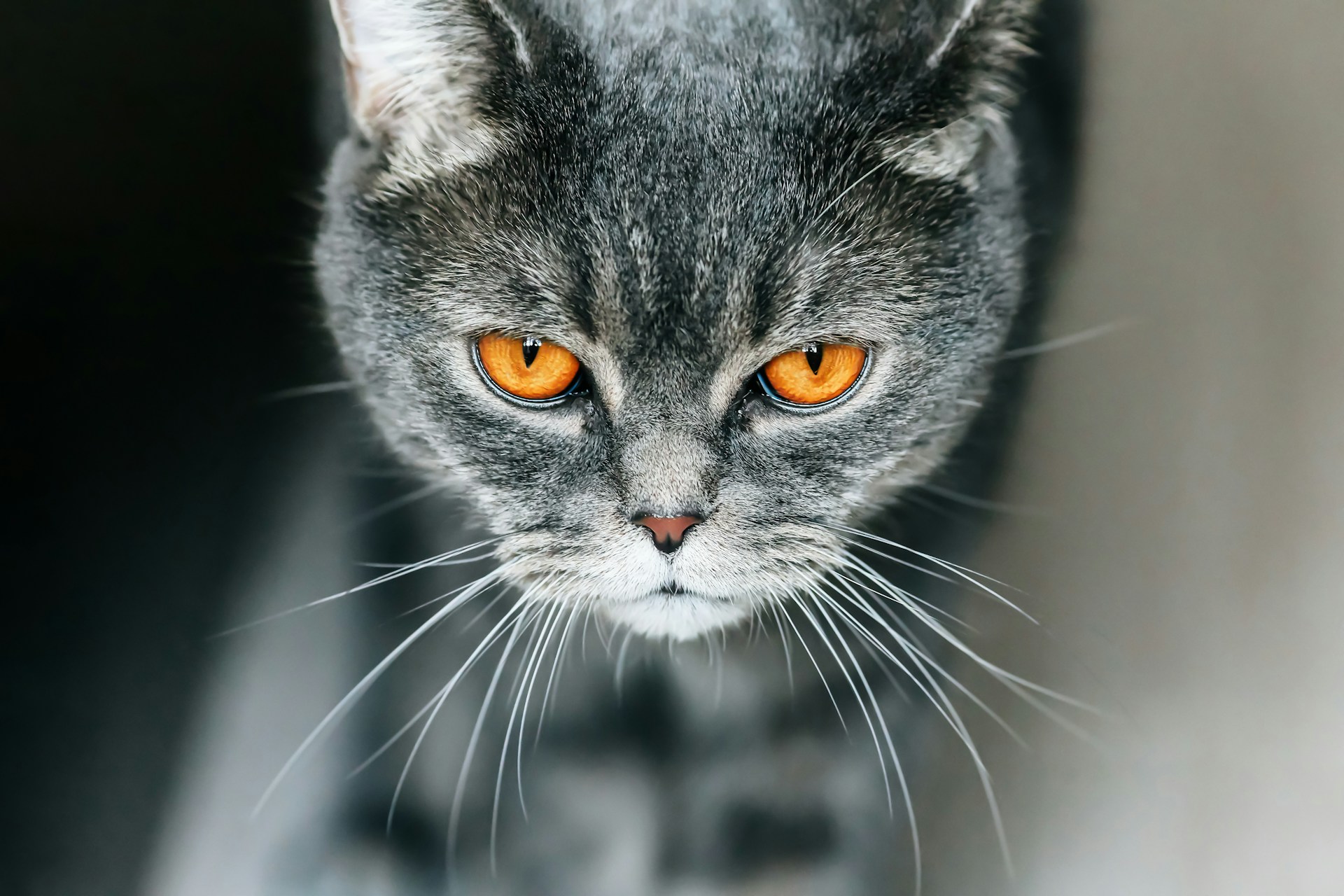 Types of Cat Eye Colors: What Makes Them Special? - WoWowCat