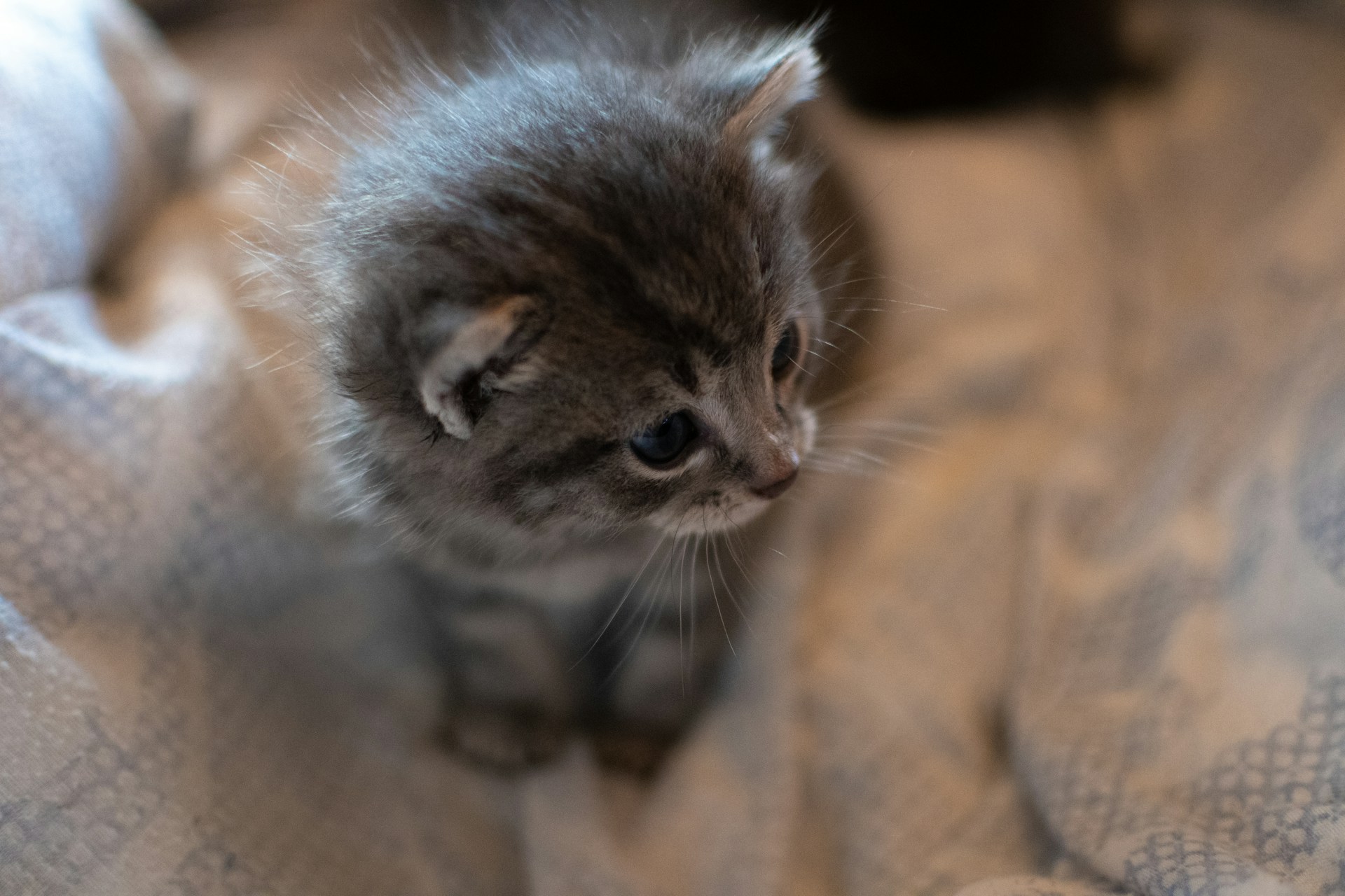 Kitten Weaning: When to Start Solid Food? - WoWowCat