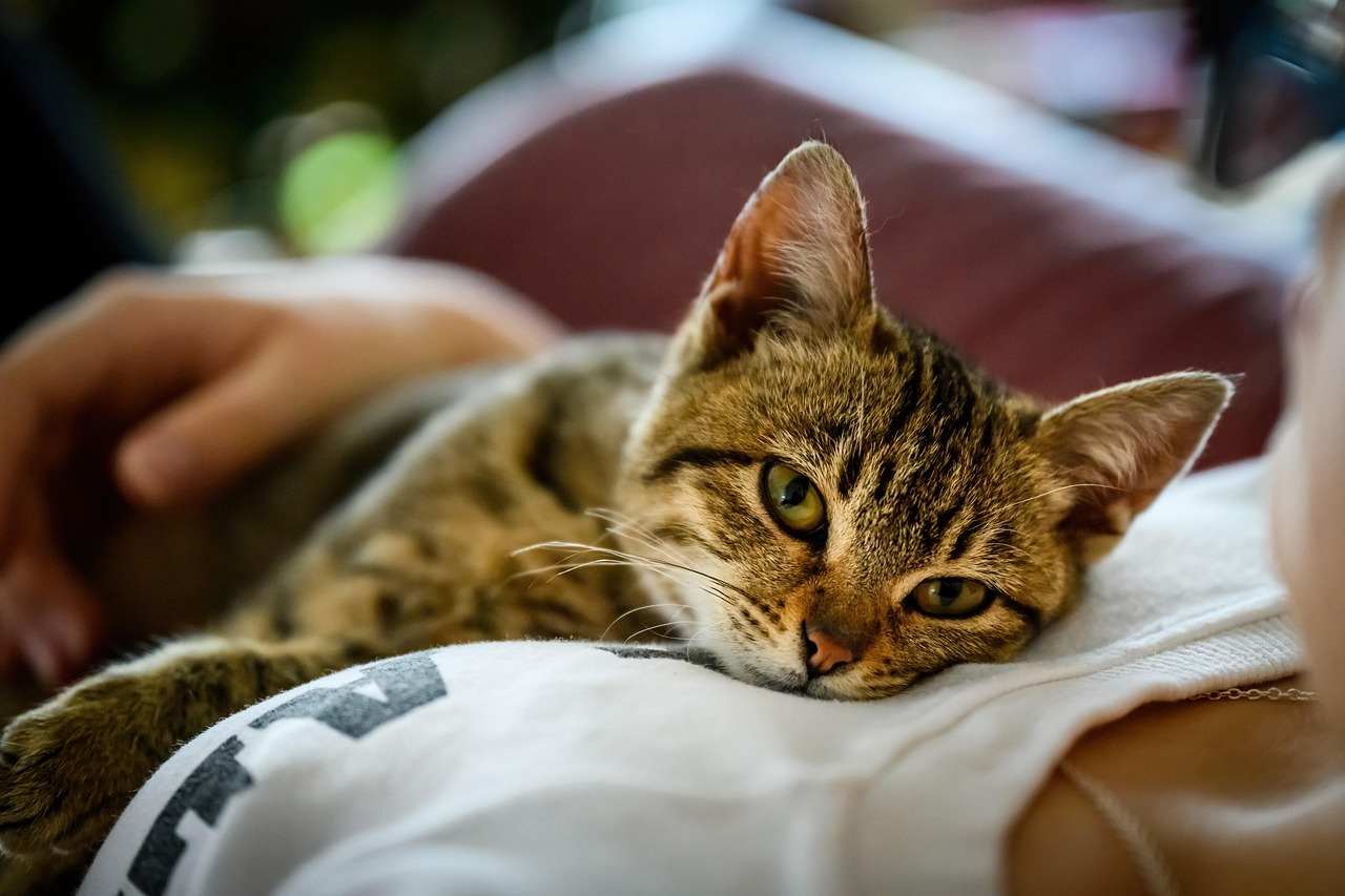 How to Tell If Your Cat Loves You, 7 Clear Signs - WoWowCat