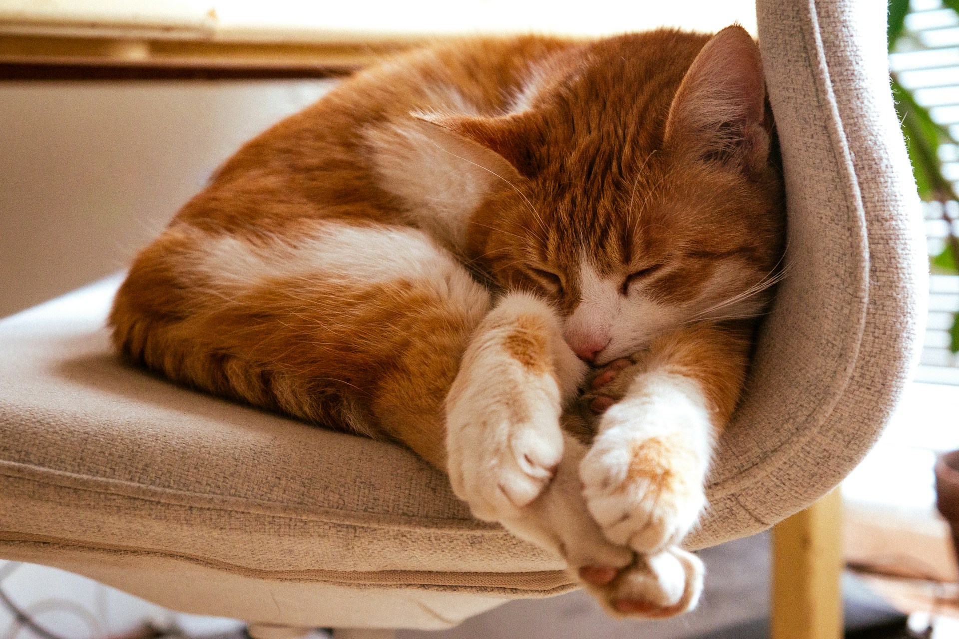 Cat Dreams: What They See While Sleeping - WoWowCat