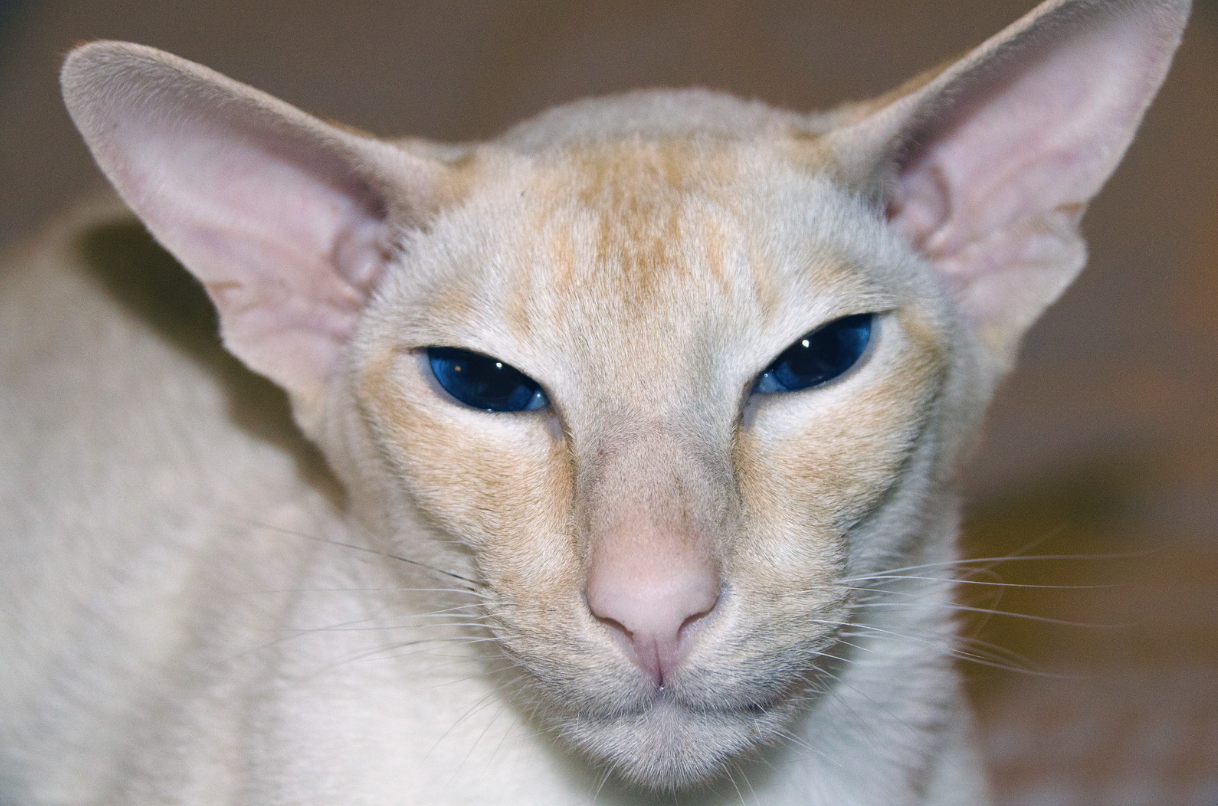 Thinking About a Colorpoint Shorthair? Read This First! - WoWowCat