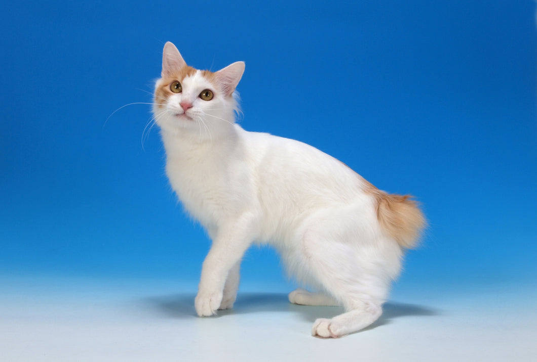Japanese Bobtail Brings You Luck and Joy Every Day - WoWowCat