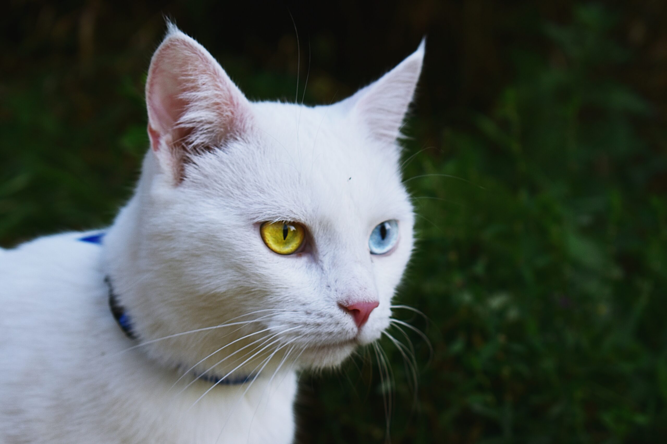 Khao Manee: The Diamond Eye Cat with White Fur - WoWowCat