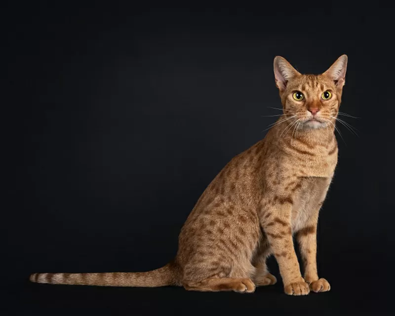 Ocicat Guide: The Wild-Looking Cat with a Sweet Soul - WoWowCat