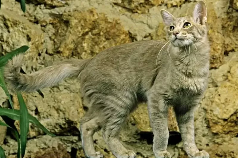 Oriental Longhair: Stunning Cat With a Silky Long Coat - WoWowCat