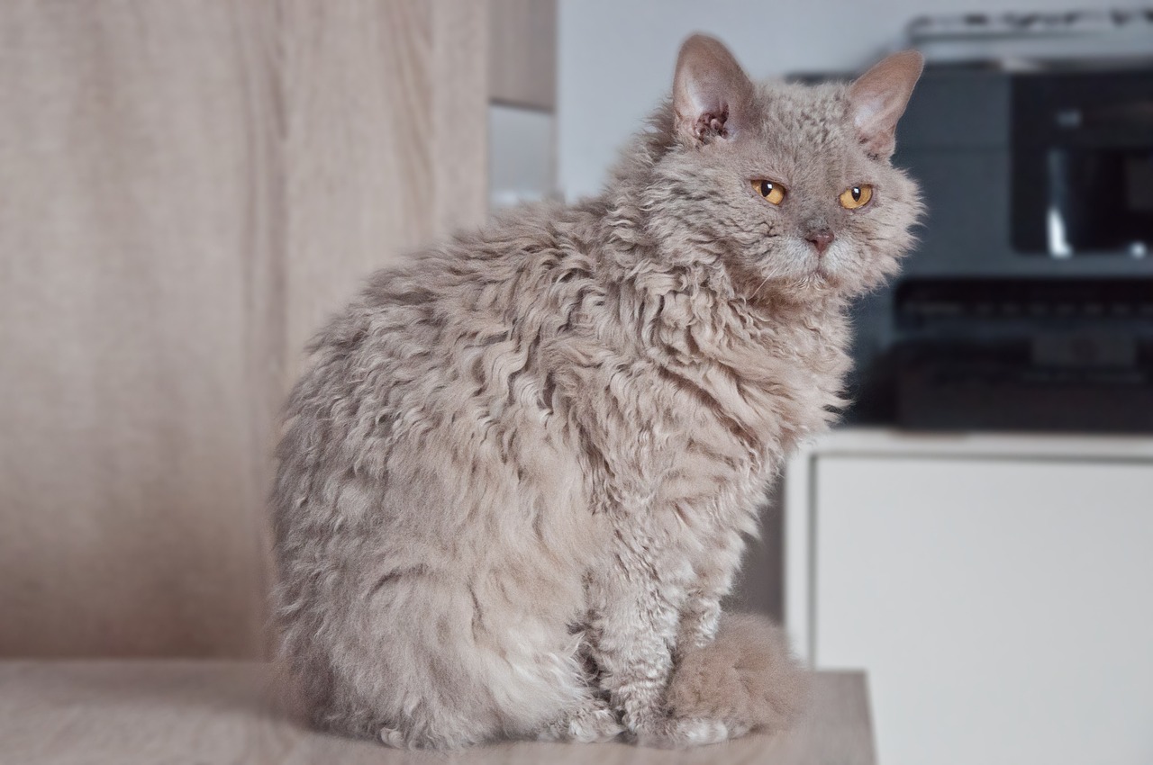 Selkirk Rex: The Chill Cat with Curls That Win Hearts - WoWowCat
